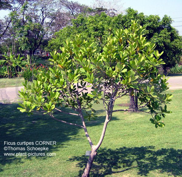 Thomas Schoepke Plant Image Gallery - Moraceae