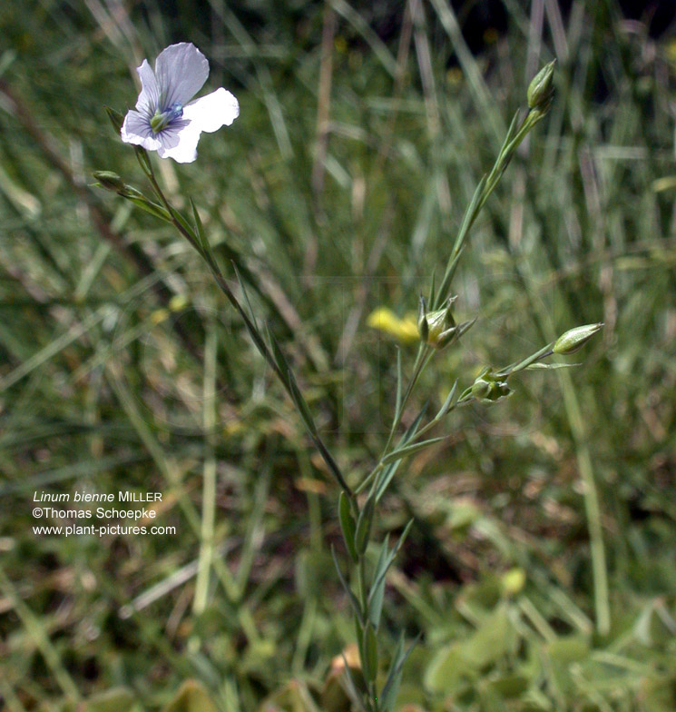 Thomas Schoepke Plant Image Gallery - Linaceae